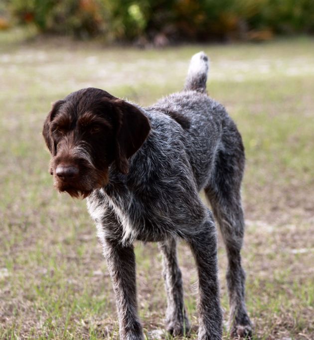 Breed Information – German Wirehaired Pointer Club of America
