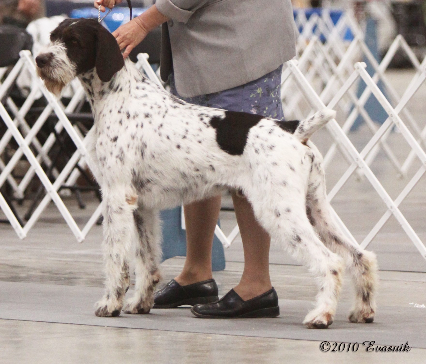 Stud Dog Directory – German Wirehaired Pointer Club of America